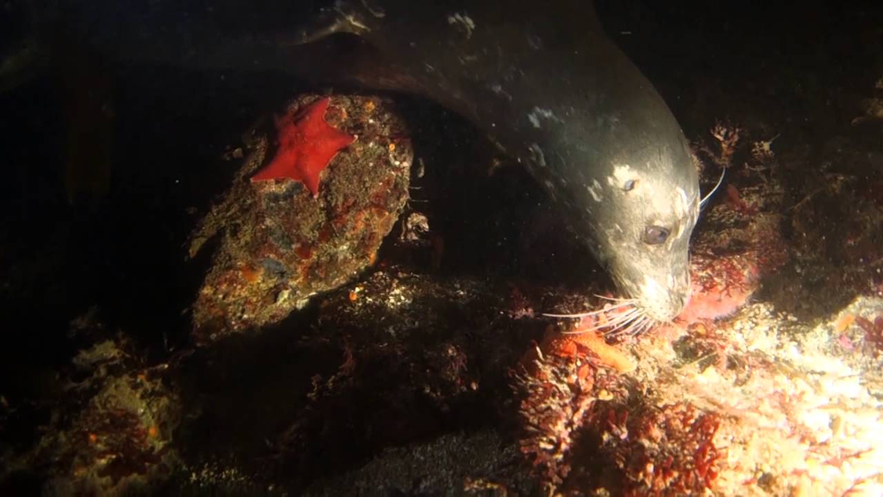 Hunting with Whiskers the Seal - Preview - YouTube