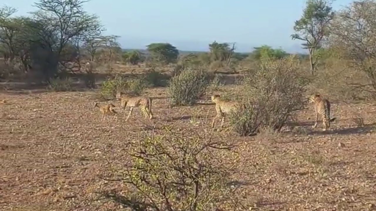 Coalition of cheetahs practicing their hunting skills... - YouTube