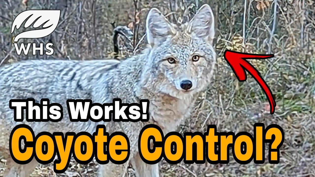 How To Control Coyotes For Whitetails - YouTube