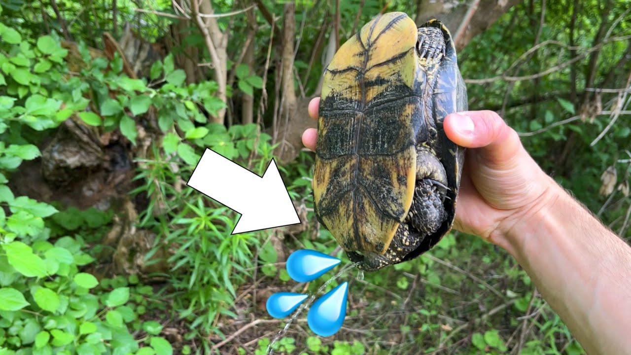 Why do Turtles do this? Did the turtle dirty me? - YouTube