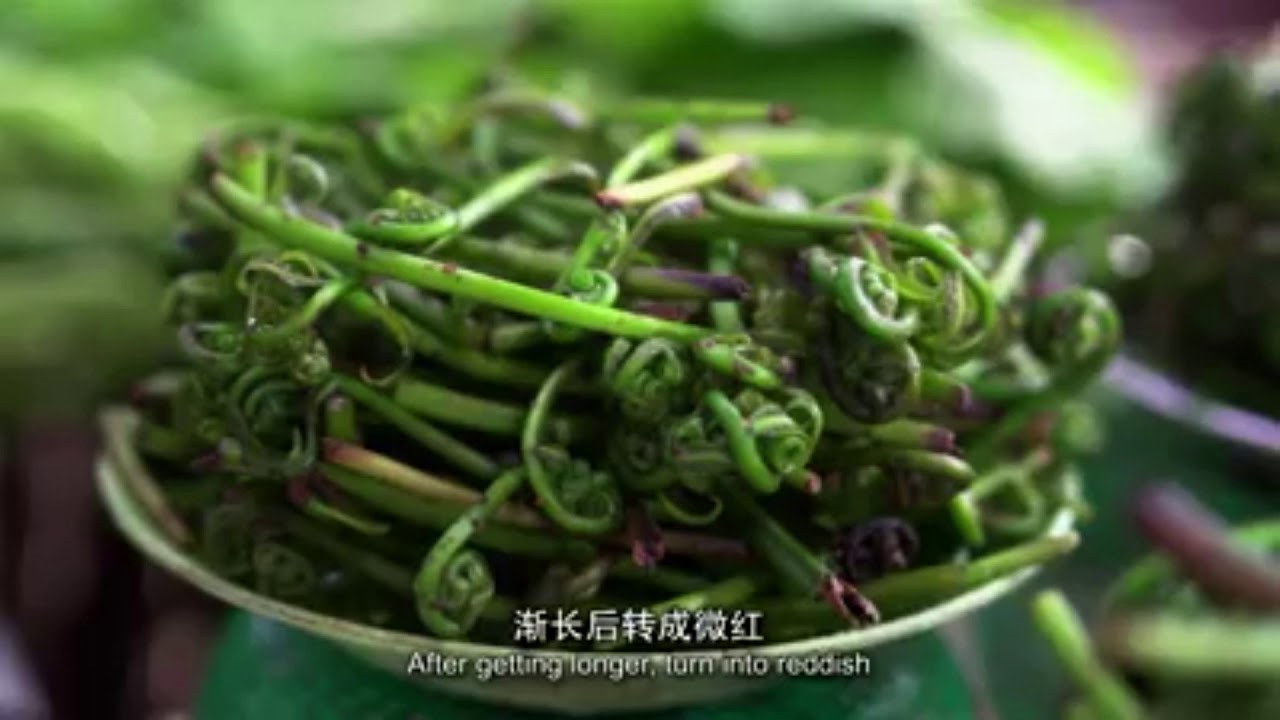 midin is a kind of wild plant - YouTube