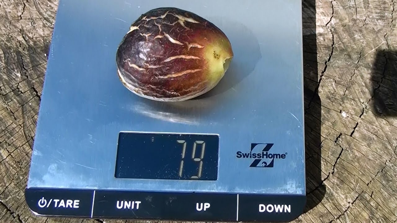 Toro Sentado - a great high-yielding fig - YouTube