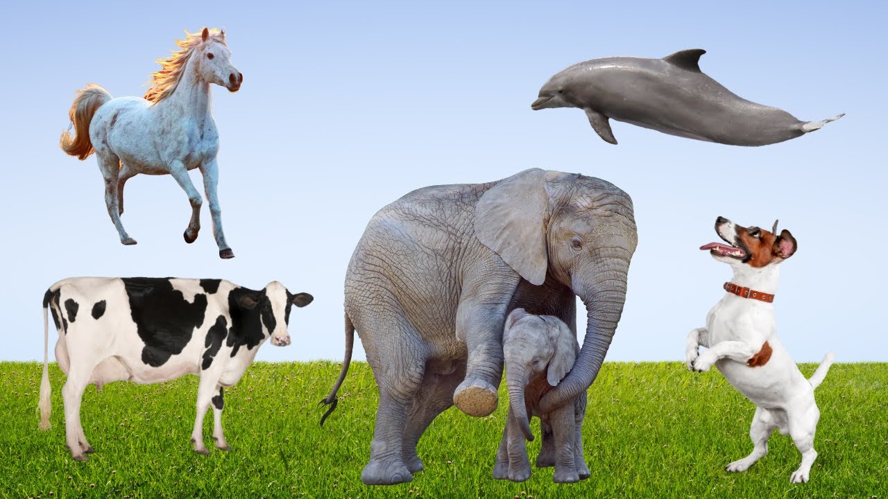 Horse, Elephant, Dolphin, Dog, and Cow: The Dream Team - YouTube