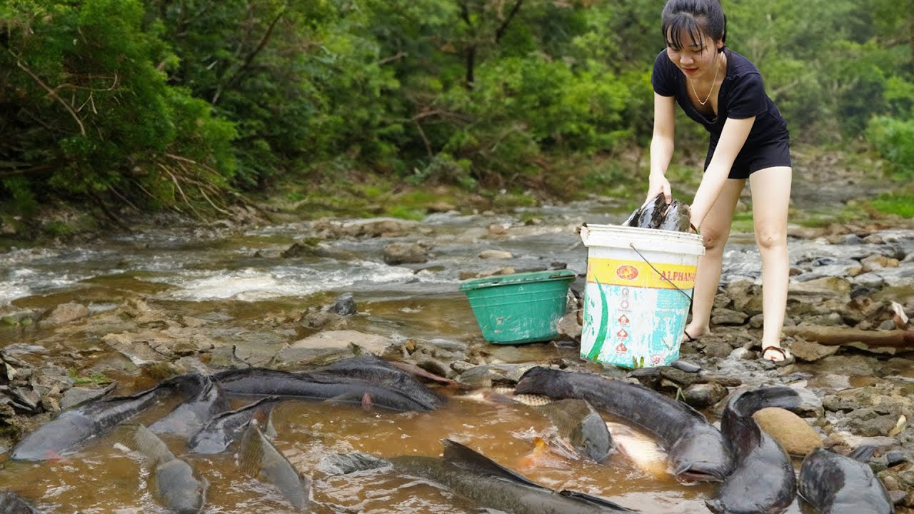 Harvest Season of Big Fish from Small Ponds in the Forest | Into the ...