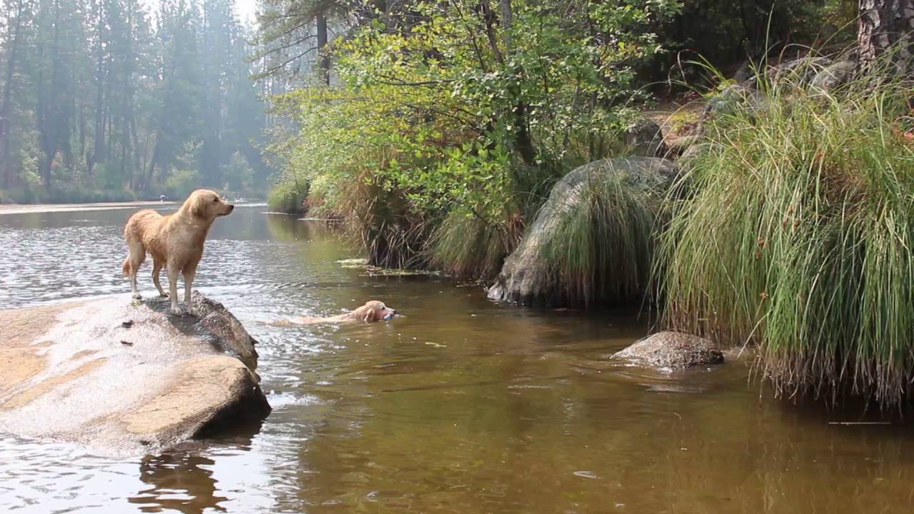 Kula, Golden Retreiver Diving Manzanita Lake in North Fork, California ...