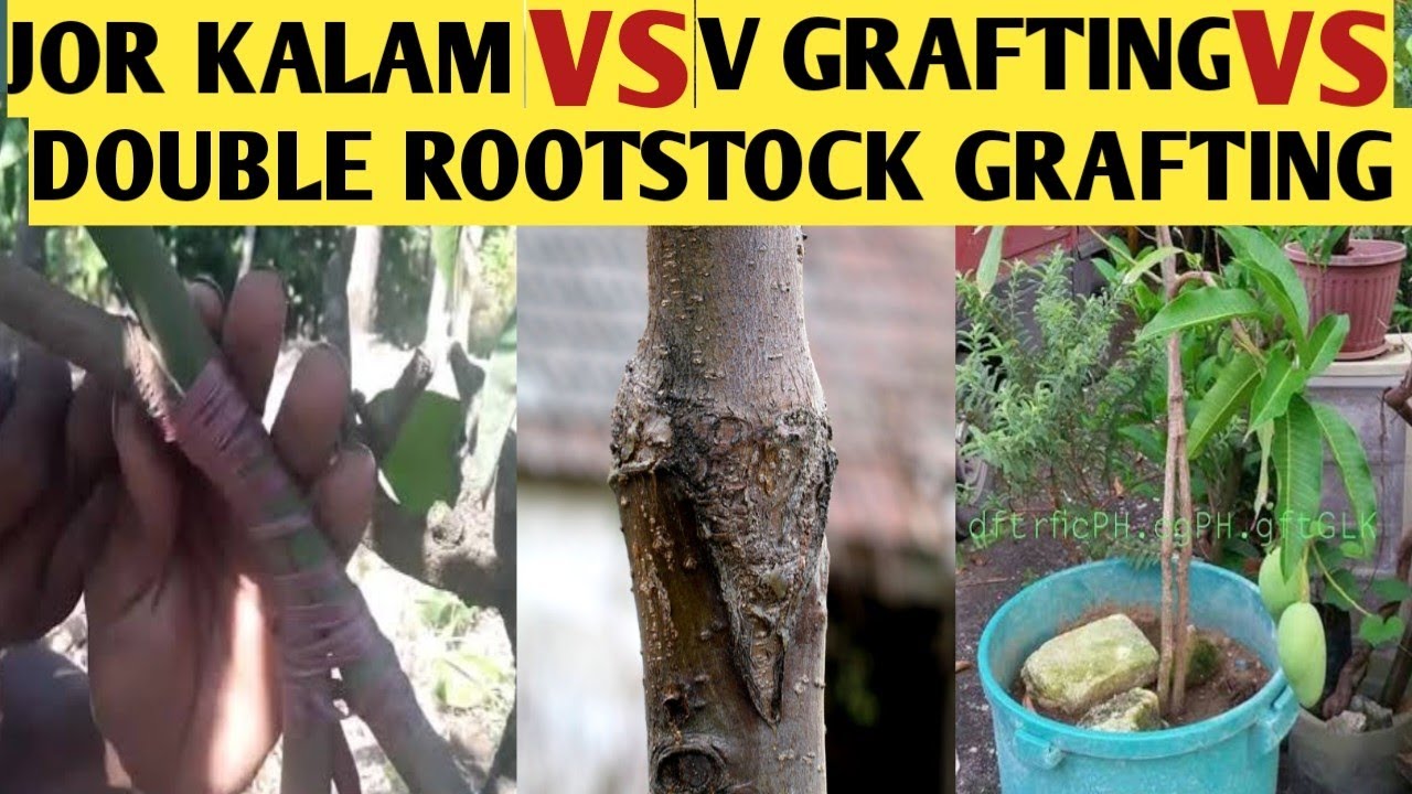 Jor kalam vs V Grafting vs Double Rootstock Grafting - YouTube