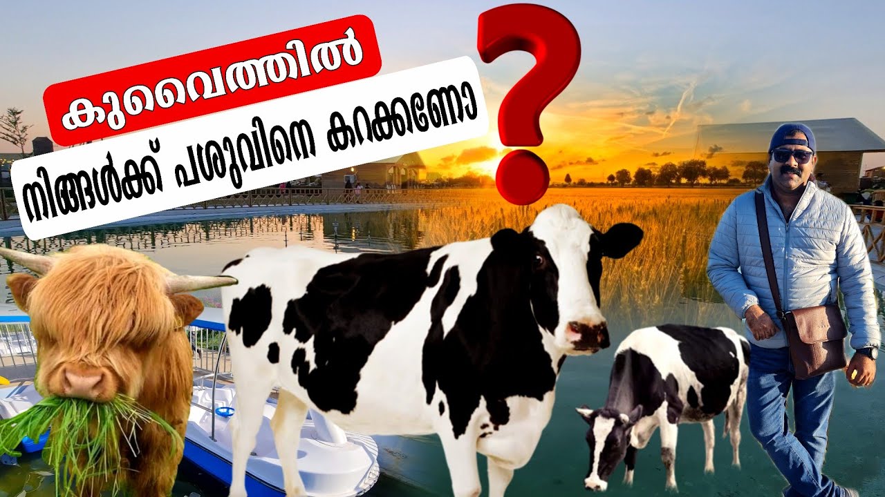 Zahra ഫാമിലെ പുതിയ കാഴ്ചകൾ 👌🇰🇼 | Abdali Farm kuwait | zahra farm kuwait ...