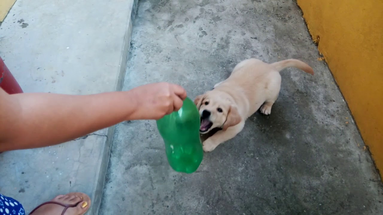 labrador puppy being angry - YouTube
