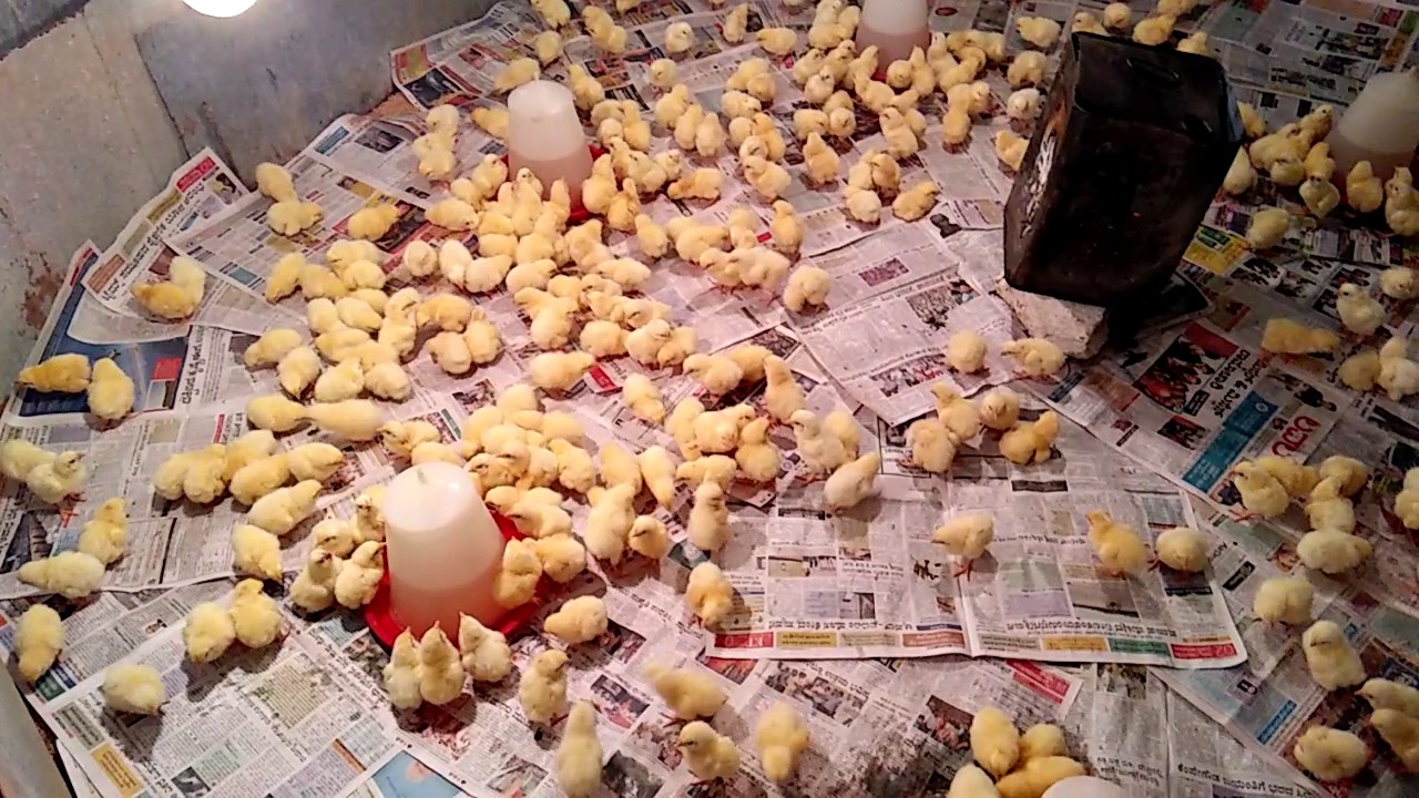 Chicks brooding in broiler farms - YouTube