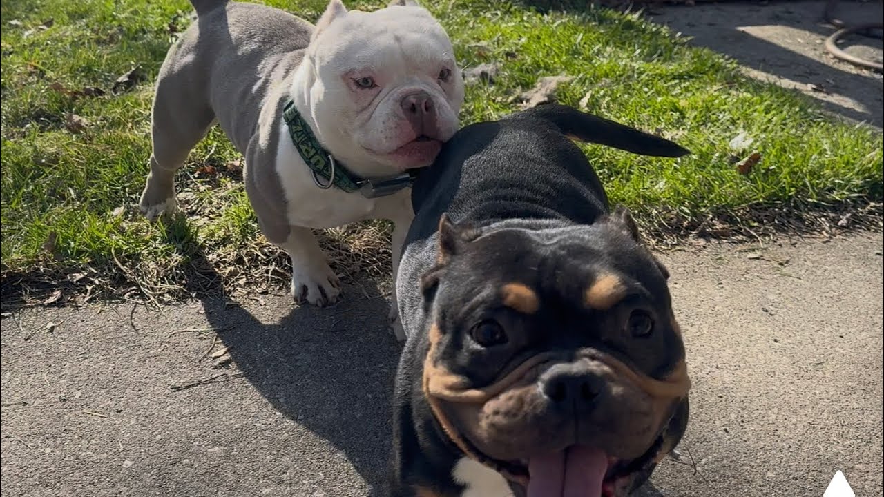 Went to Visit another nano micro bully yard - YouTube