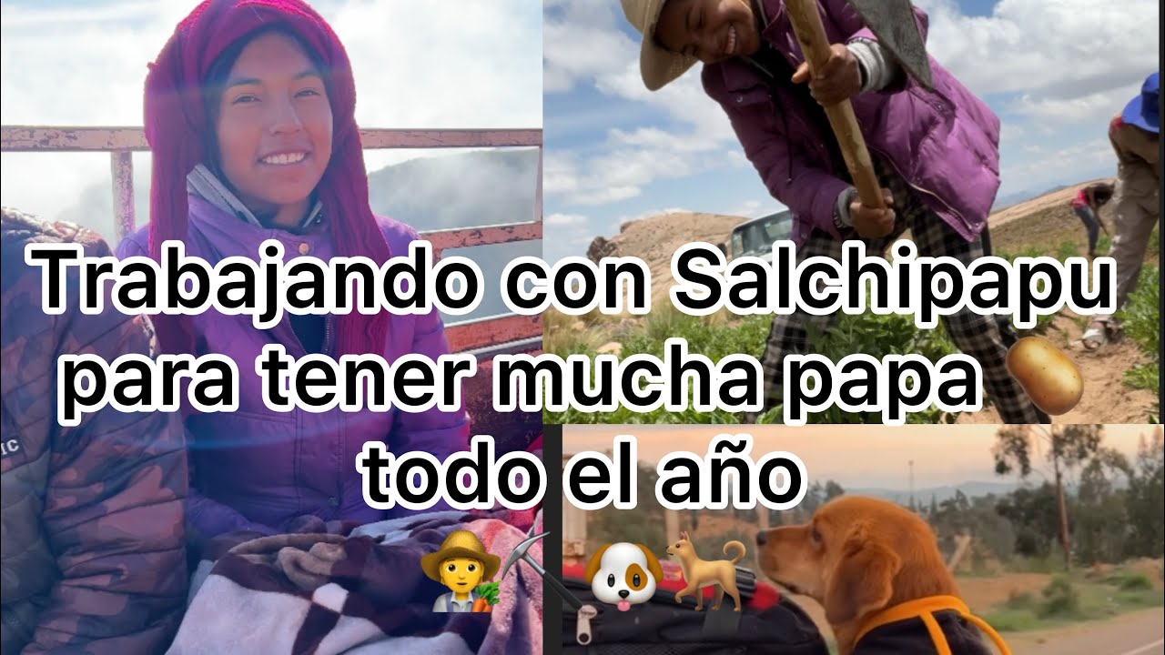 Trabajando con Salchipapu para tener mucha papa 🥔 todo el año🧑‍🌾⛏️🐶🐕 ...