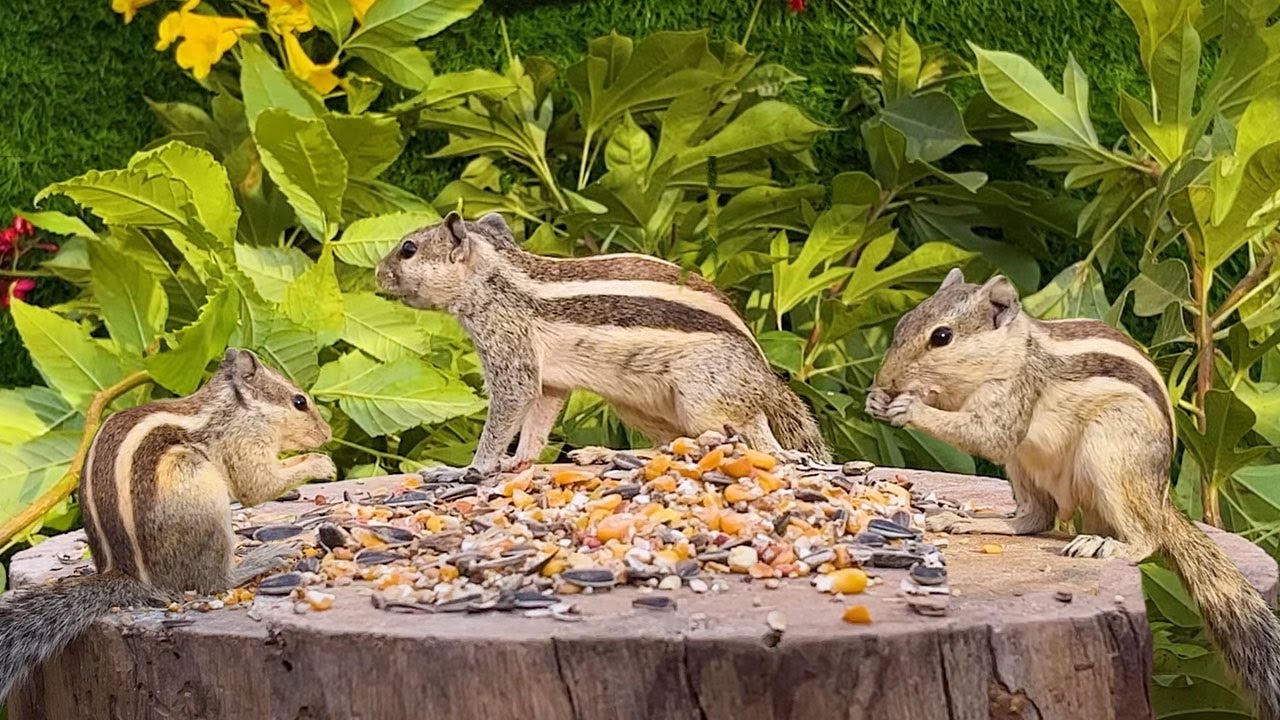 Backyard Squirrels - Video For Cats & Dogs To Watch Playful Squirrels ...