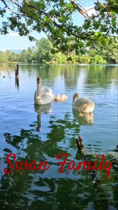 🦢 Adorable Swan Family Takes First Swim with 5 Cygnets! ️ - YouTube