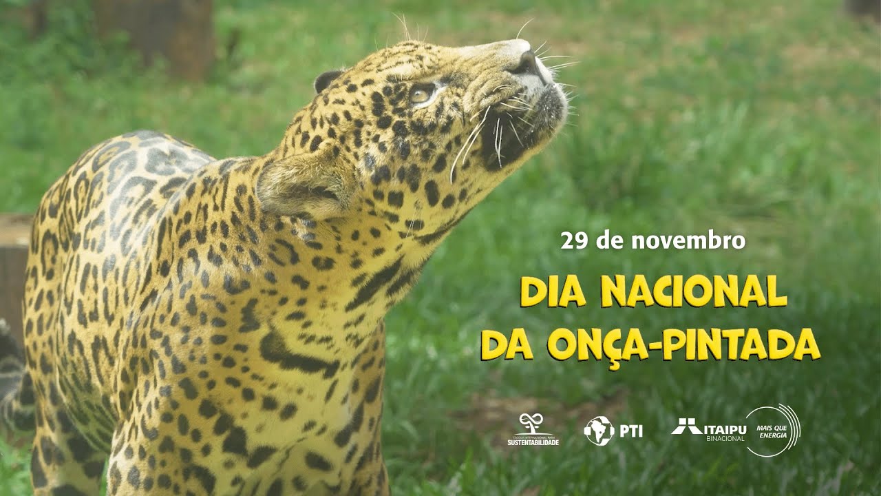 Dia Da Onca Pintada - FDPLEARN