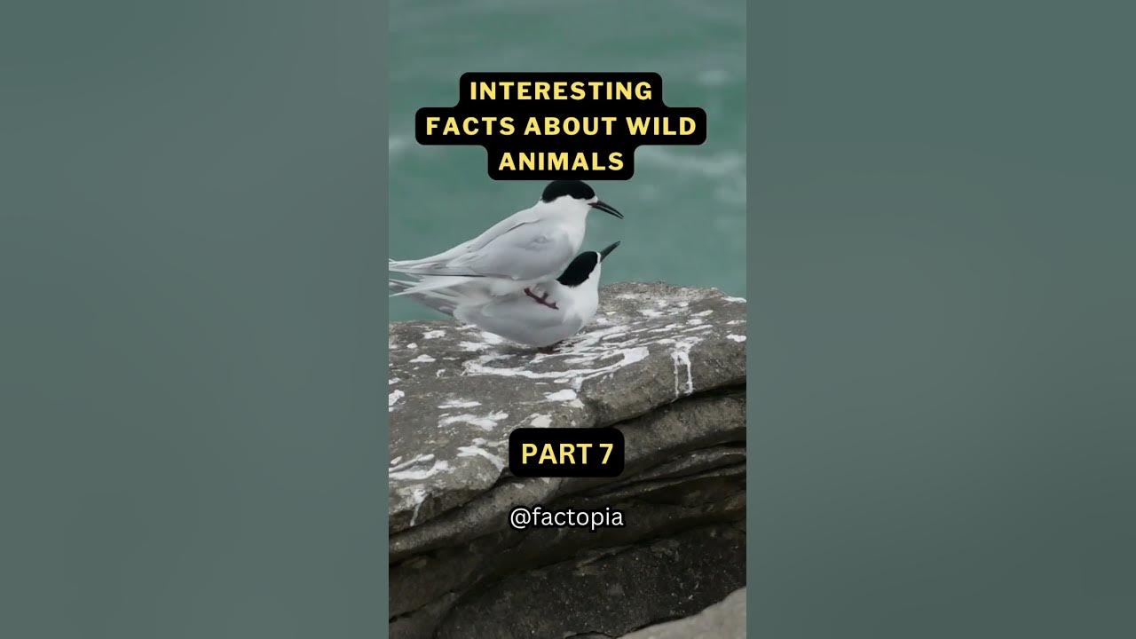 Interesting Facts About Wild Life PART 7 wildlife wild wildanimals interesting-facts-about-wild-life-part-7-wildlife-wild-wildanimals