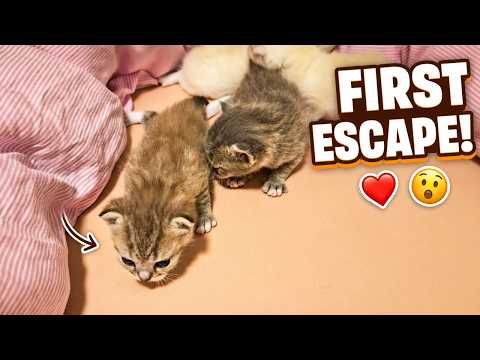 Four Tiny Kittens Explore Beyond Their Bed for the First Time