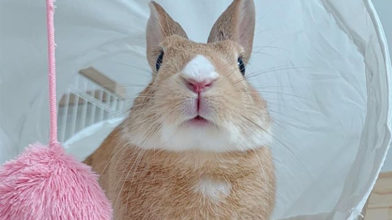 Cutest Rabbit In The World - Cute Baby Bunny Rabbit Baby Animals - YouTube