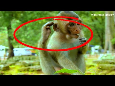 baby🙉🙉 monkey eating play style 😂😅 - YouTube