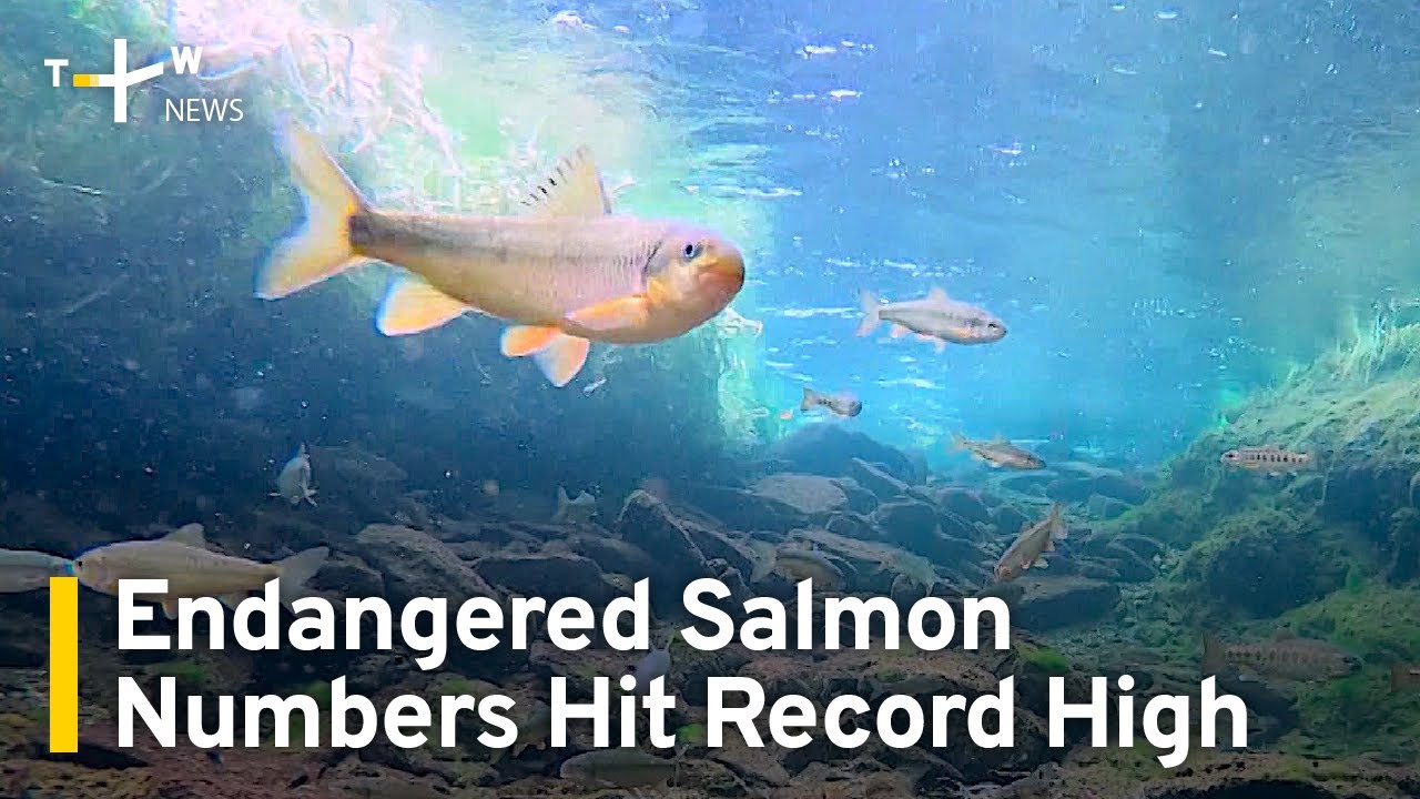 Critically Endangered Formosan Landlocked Salmon Numbers Hit Record ...