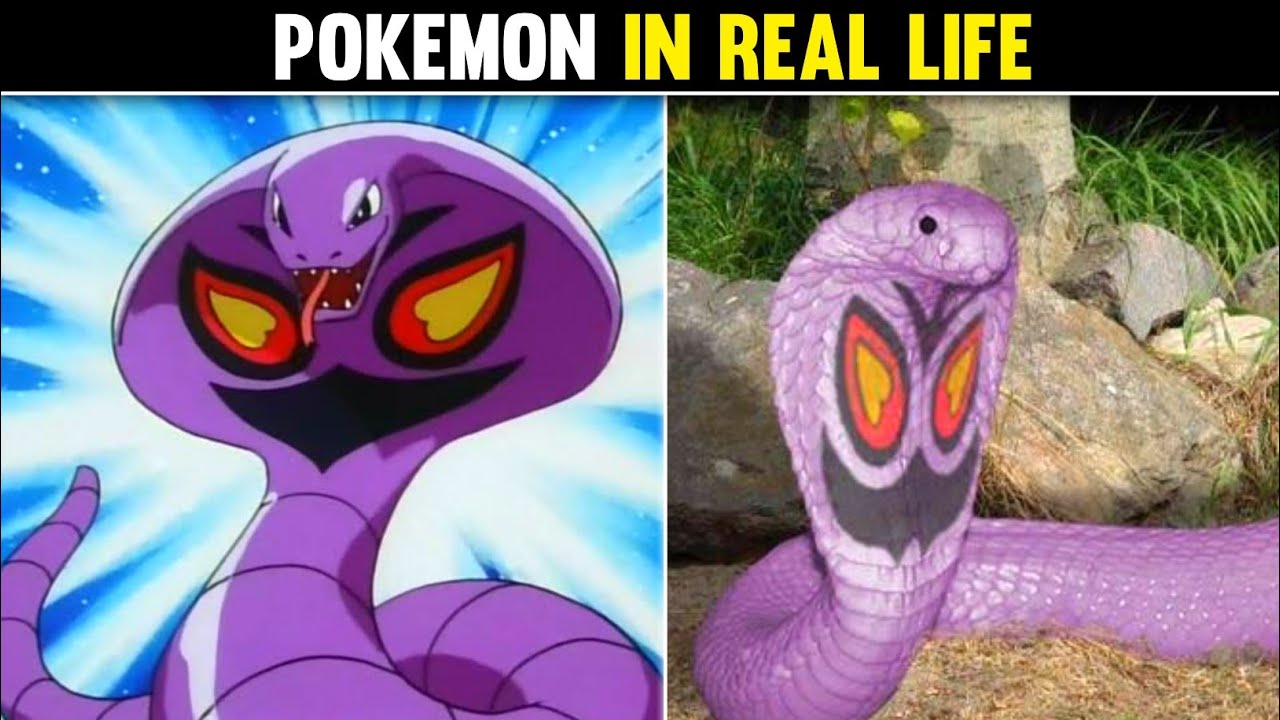 Top 12 Pokemon That Exist In Real Lifepokemon Caught In Real Lifepokemon In Real Lifehindi