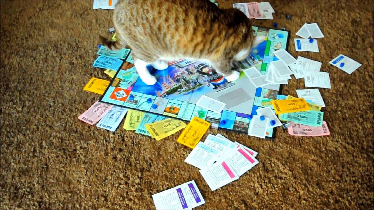 Crazy cats loving Monopoly - YouTube