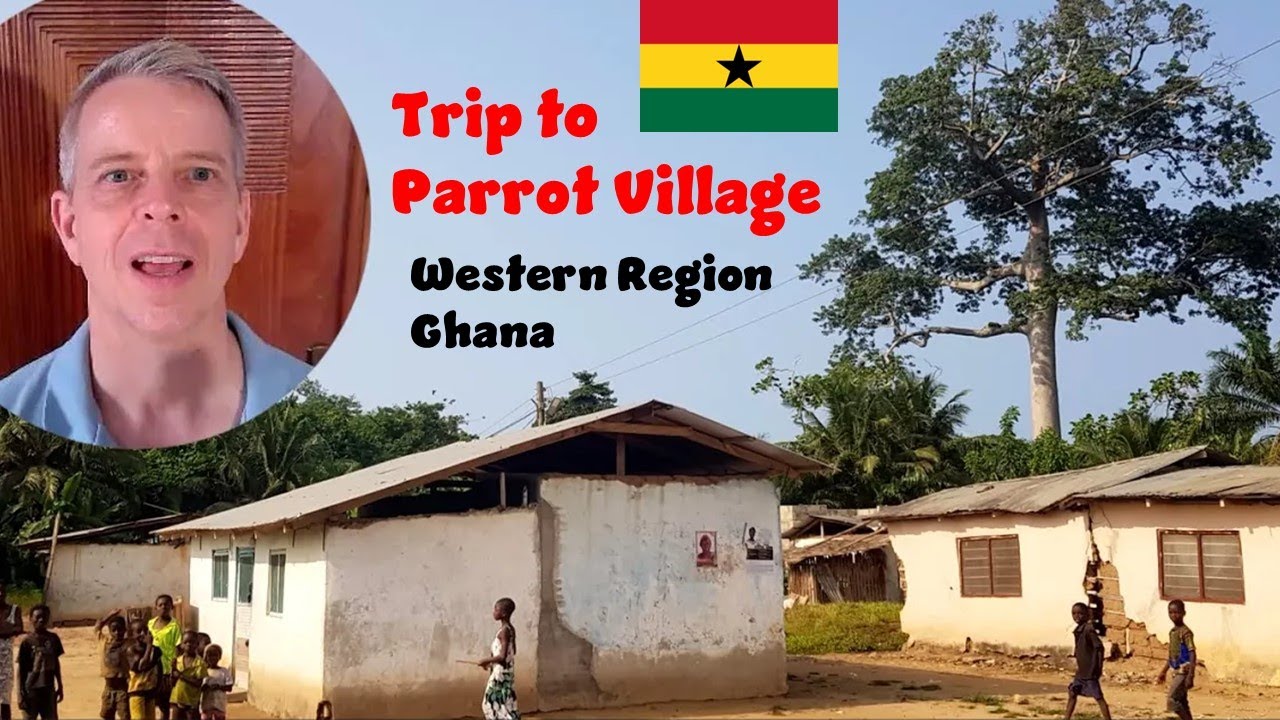 Trip to the parrot village, the only place in Ghana where grey parrots ...