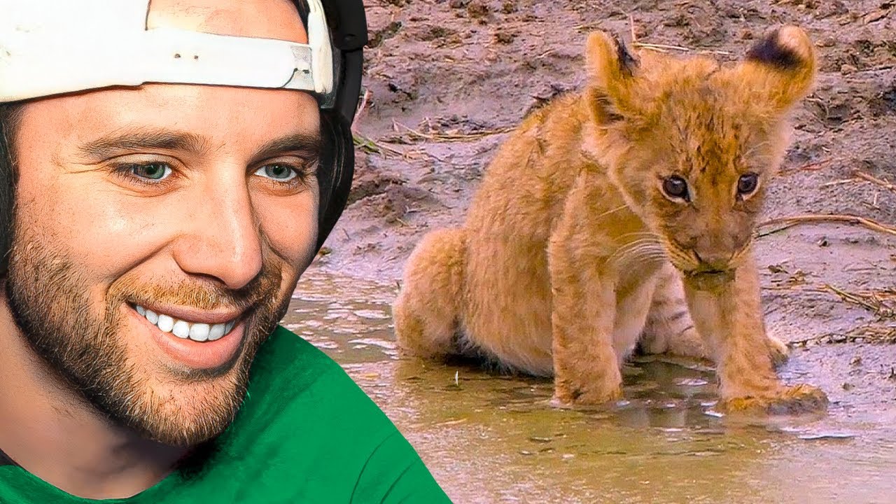 BEST LION ORIGIN STORY EVER - YouTube