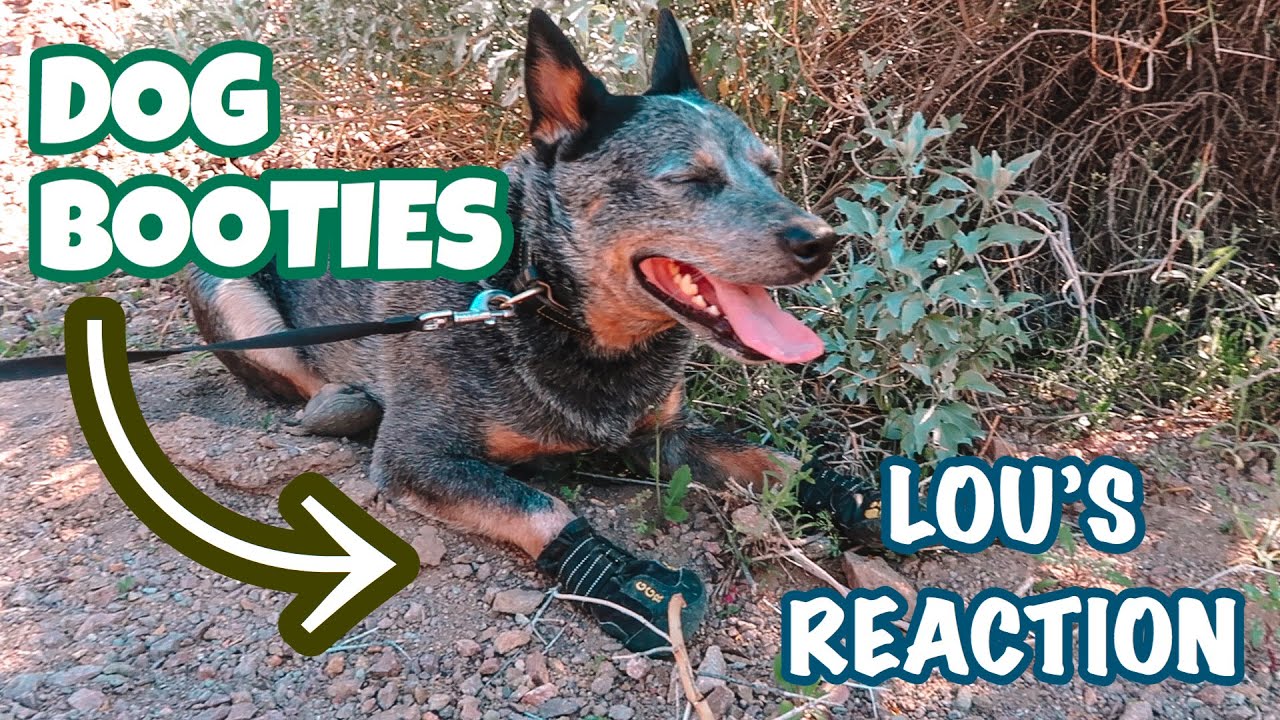 My Cattle Dog’s Reaction to Dog Boots - YouTube