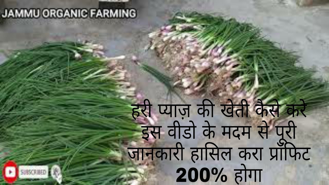 हरी प्याज की खेती // Hari pyaj ki kheti //green onion farming // बिकेगी ...