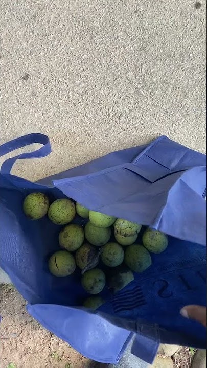 Harvesting Black Walnuts - YouTube