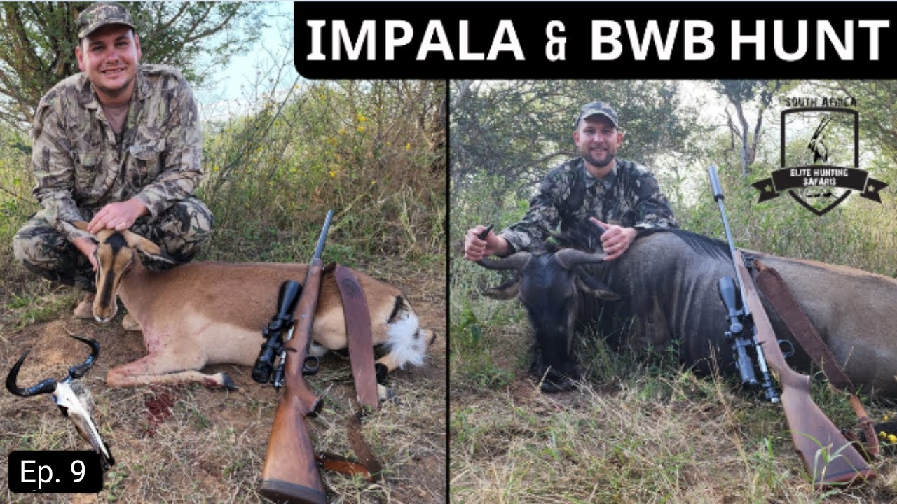 Impala & Blue Wildebeest hunt for Biltong - YouTube
