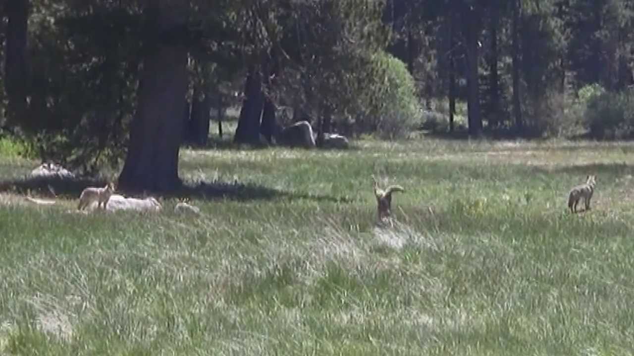 Coyote pounces and dives head first into ground and captures and eats ...