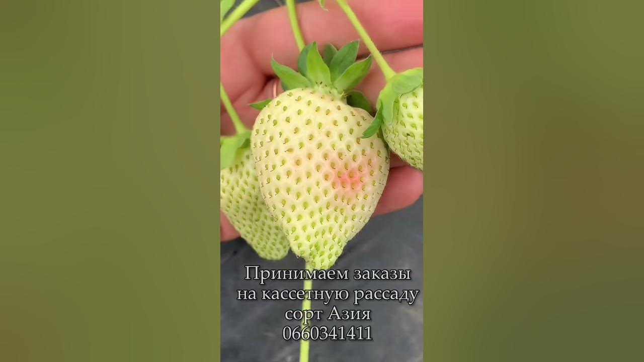 Сорт Азия (саженцы, ягода) - YouTube