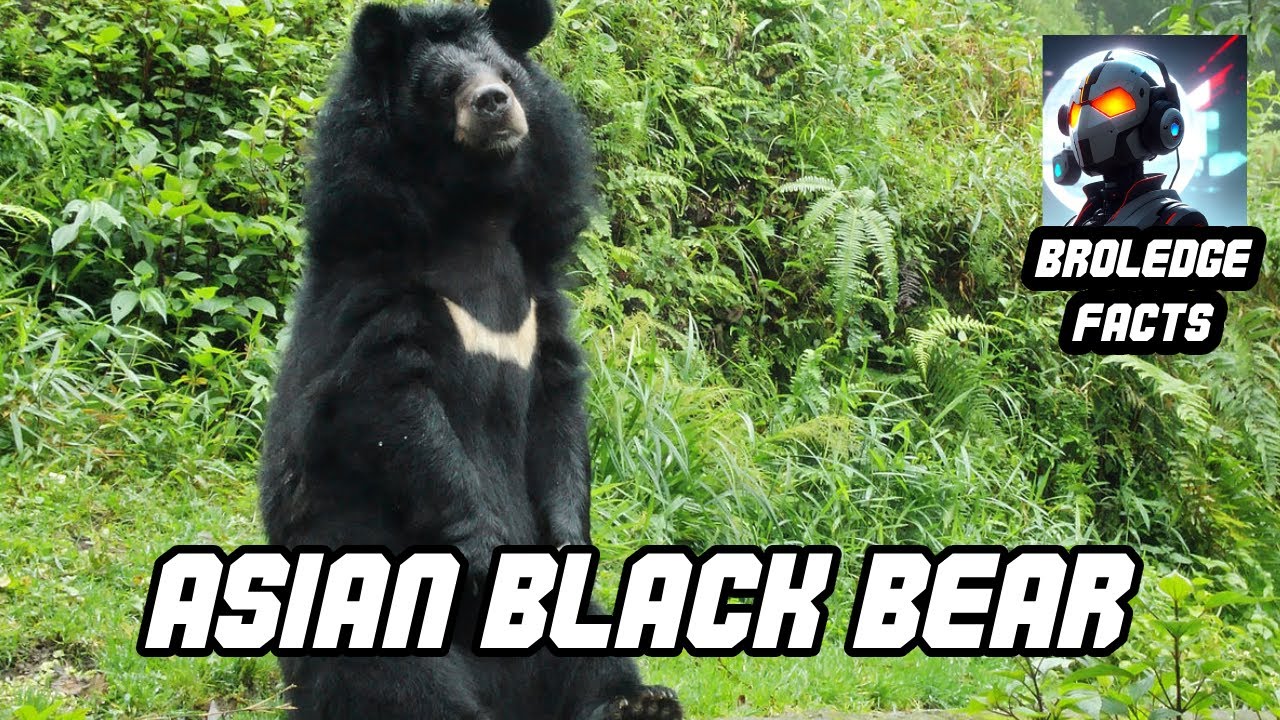 Secrets of the Moon Bear: Uncovering the Mysterious Life of the Asiatic ...