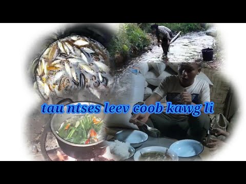Hnub no kuv tus niam tsev wb mus txhom ntses leev tau ntau kawg nkaus - YouTube