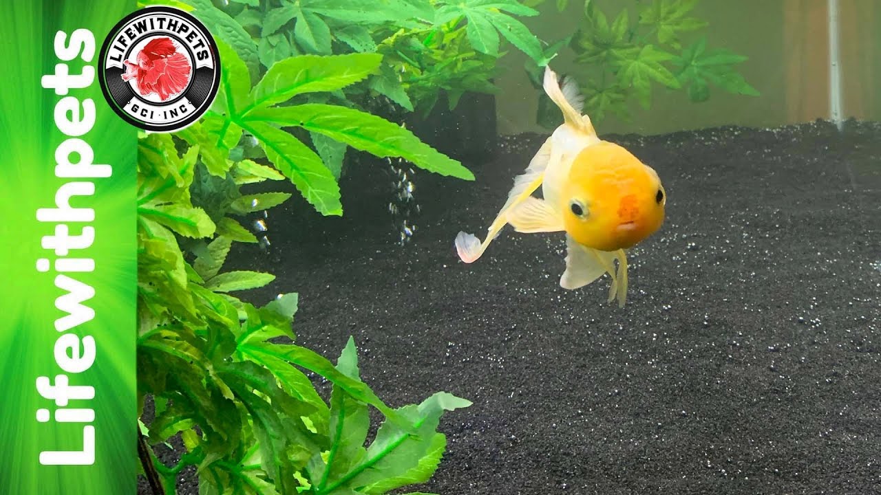 Goldfish (Belfin) Gets a BIGGER Tank. - YouTube