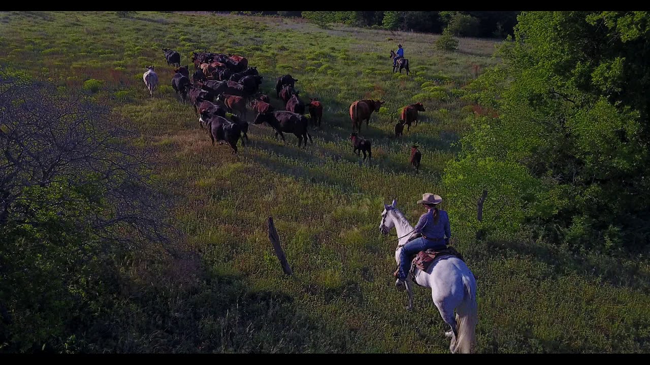 NRS Ranch Cattle Drive - YouTube
