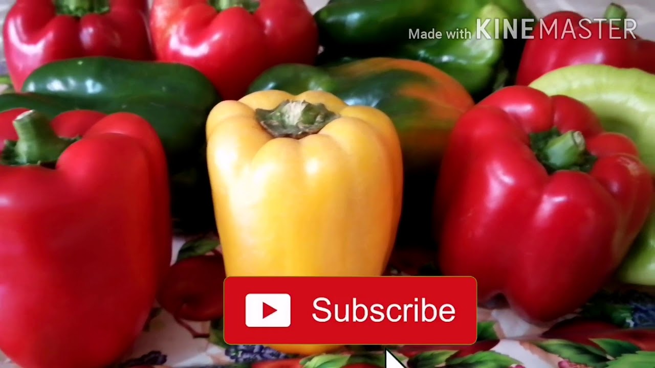 PIMAN DOUS MEN TUT VTM PIMAN DOUS LA GENYN LADANL VINN APRANN KONEN ...