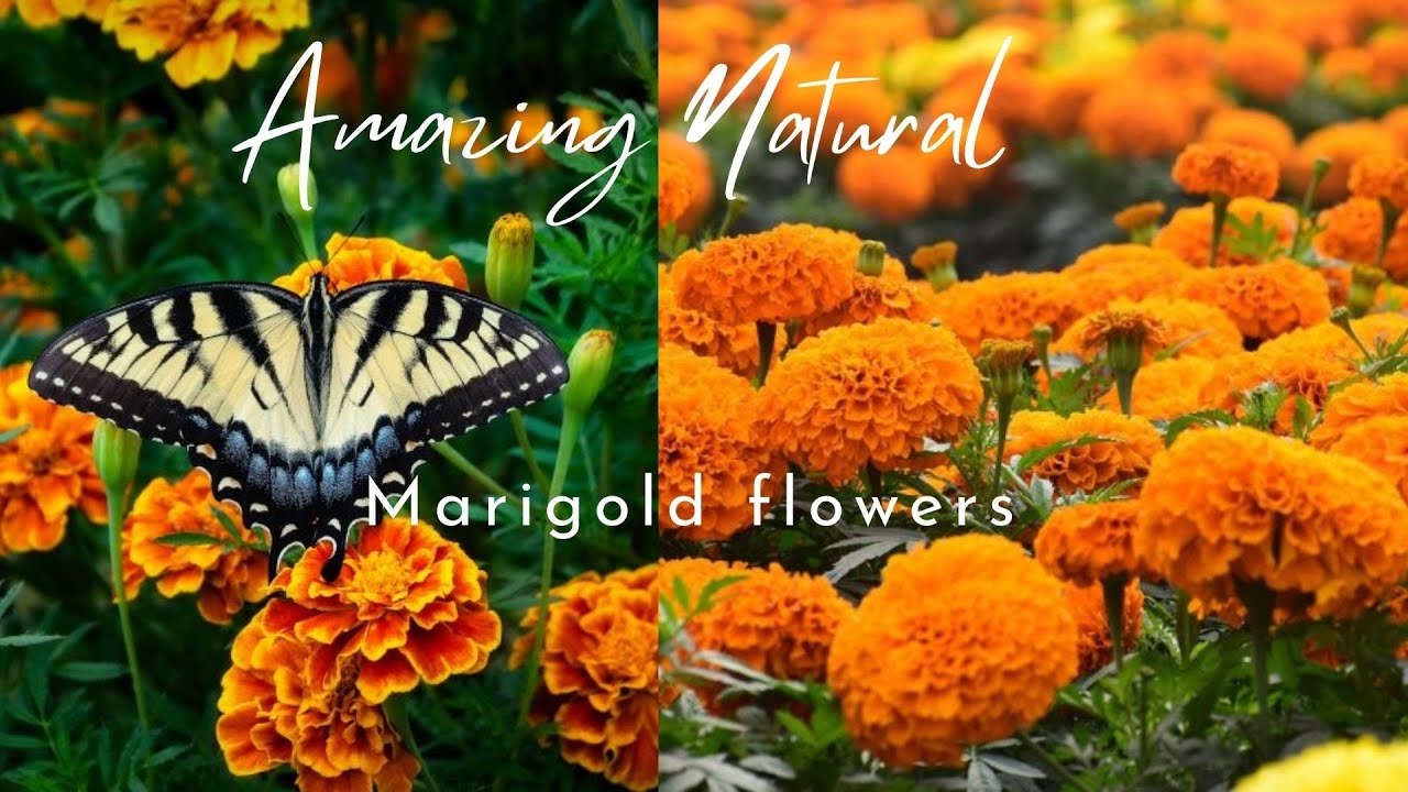 Amazing nature/ Beautiful blooming flower time lapse video/ Marigold ...