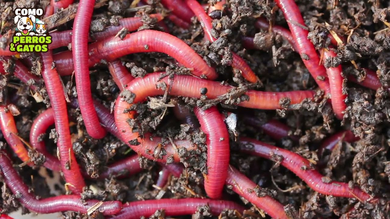 5 datos interesantes que no sabías sobre las lombrices - YouTube