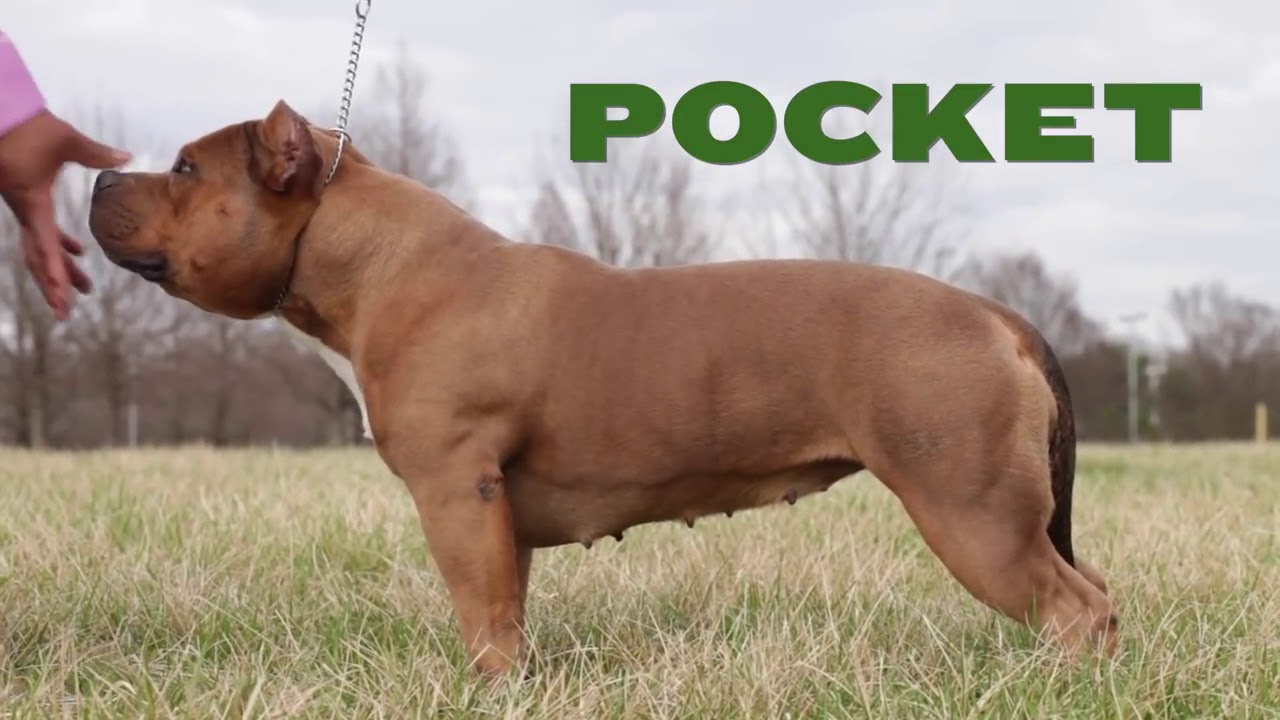 ABKC classes Determine what class your bully belongs in - YouTube