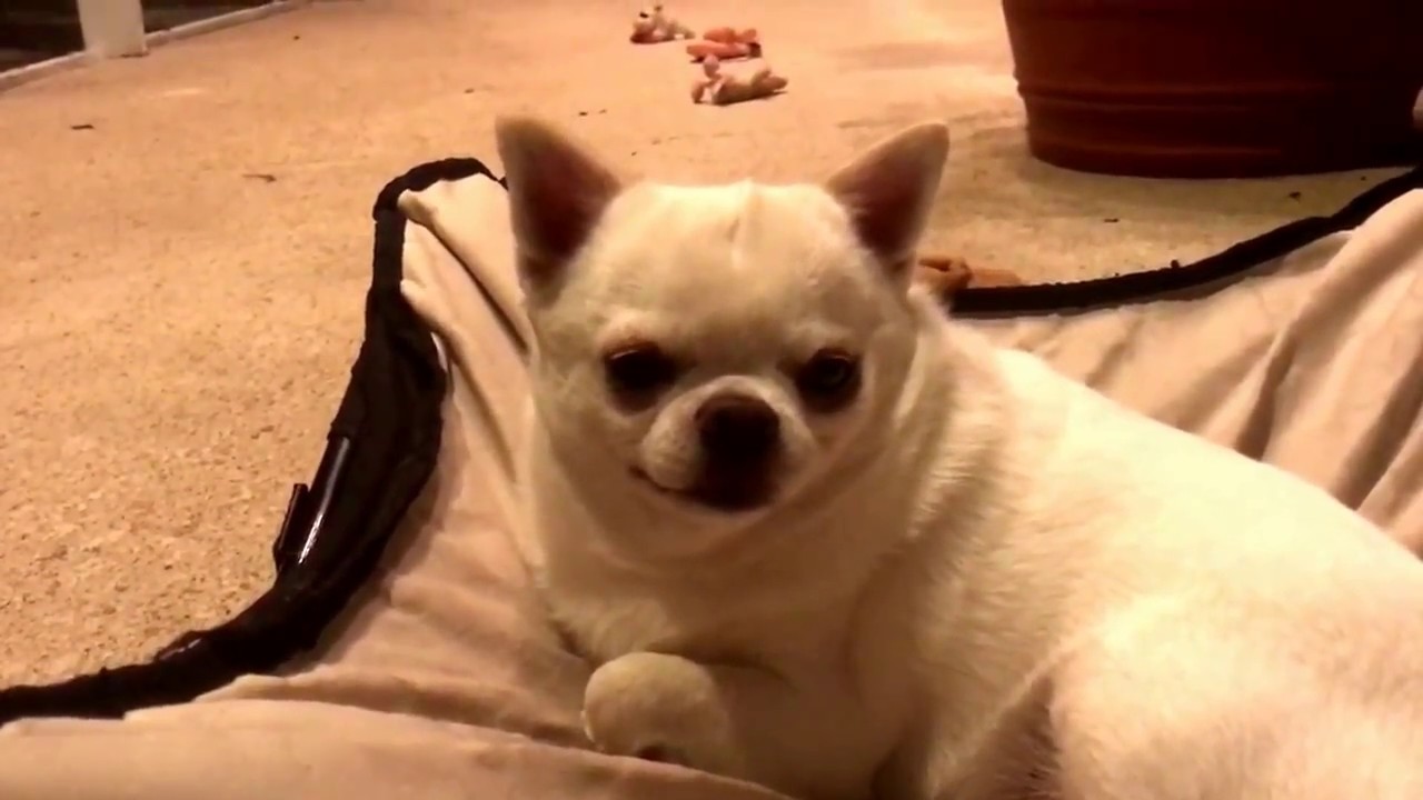 Grumpy chihuahua! - YouTube