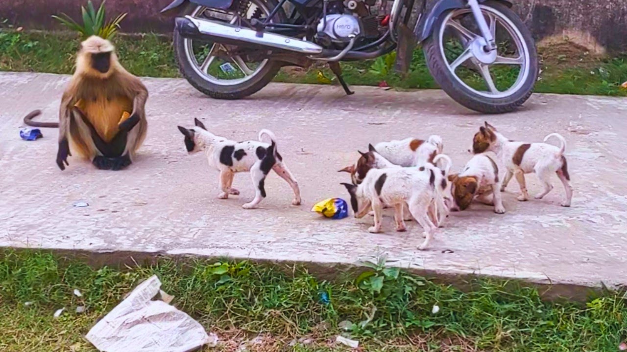 monkey vs dog puppies feeding video.angry monkey funny video.Who is ...