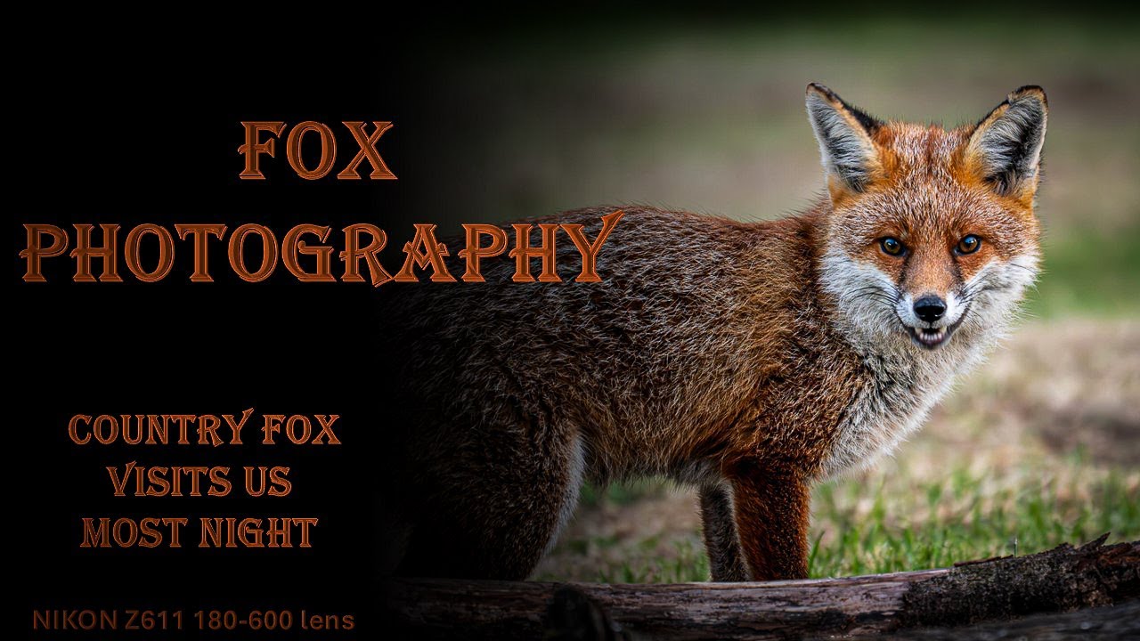 Photographing an Irish Country Fox - YouTube