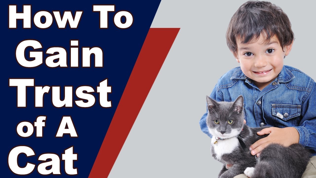 How To Gain The Trust Of A Cat | Complete Step By Step Guide - YouTube