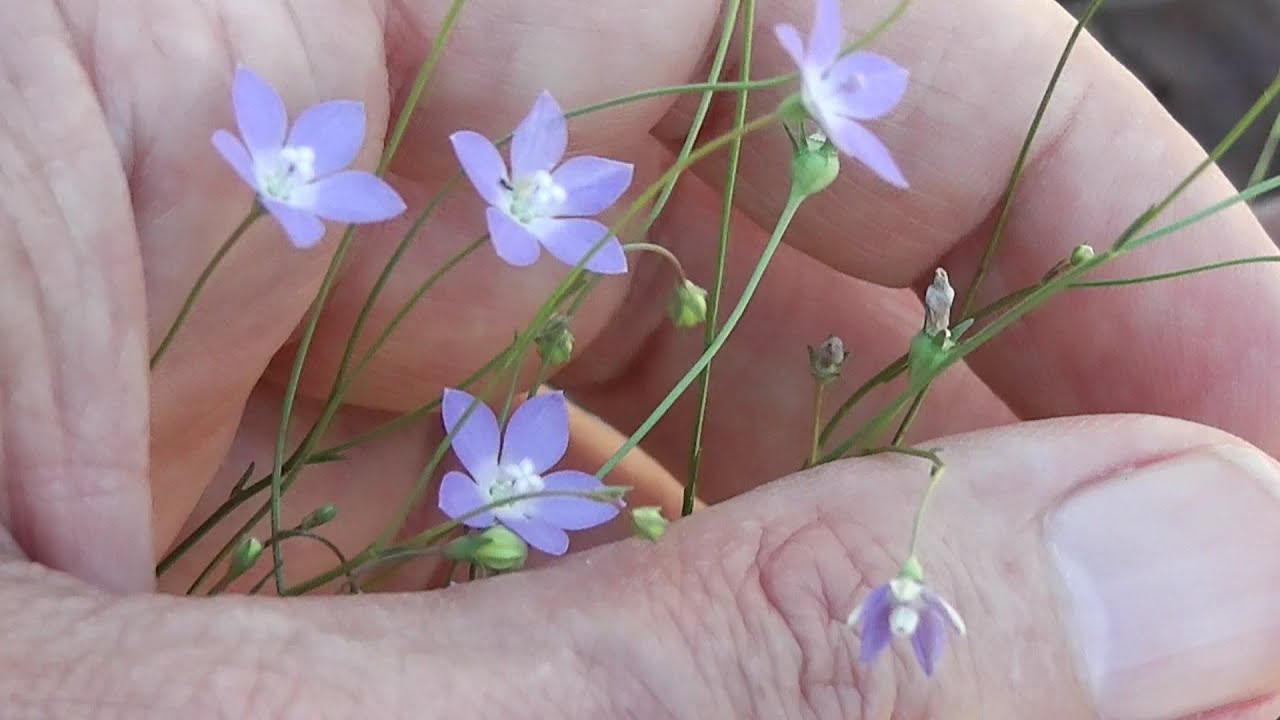 Blue Bell Flower Australia | Best Flower Site