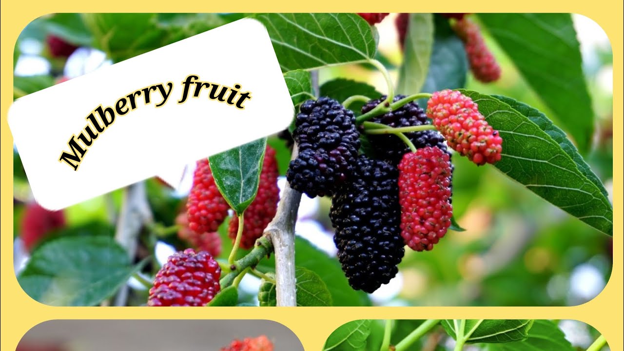 Mulberry fruit sa aming bakuran - YouTube