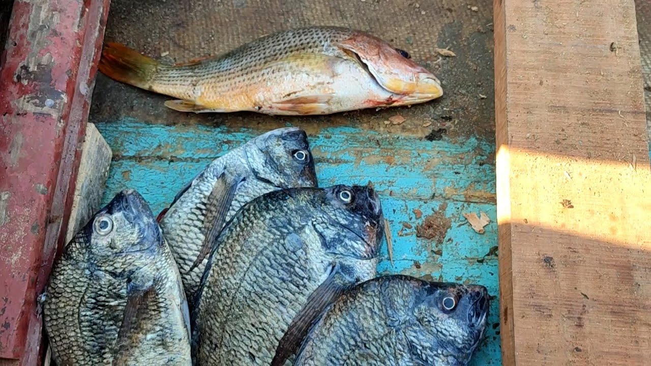 fish video fish rates latest fish rate update fish market kakka village ...