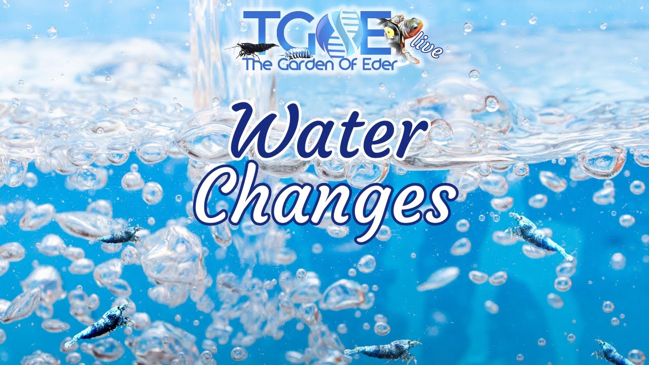 Water Changes - YouTube