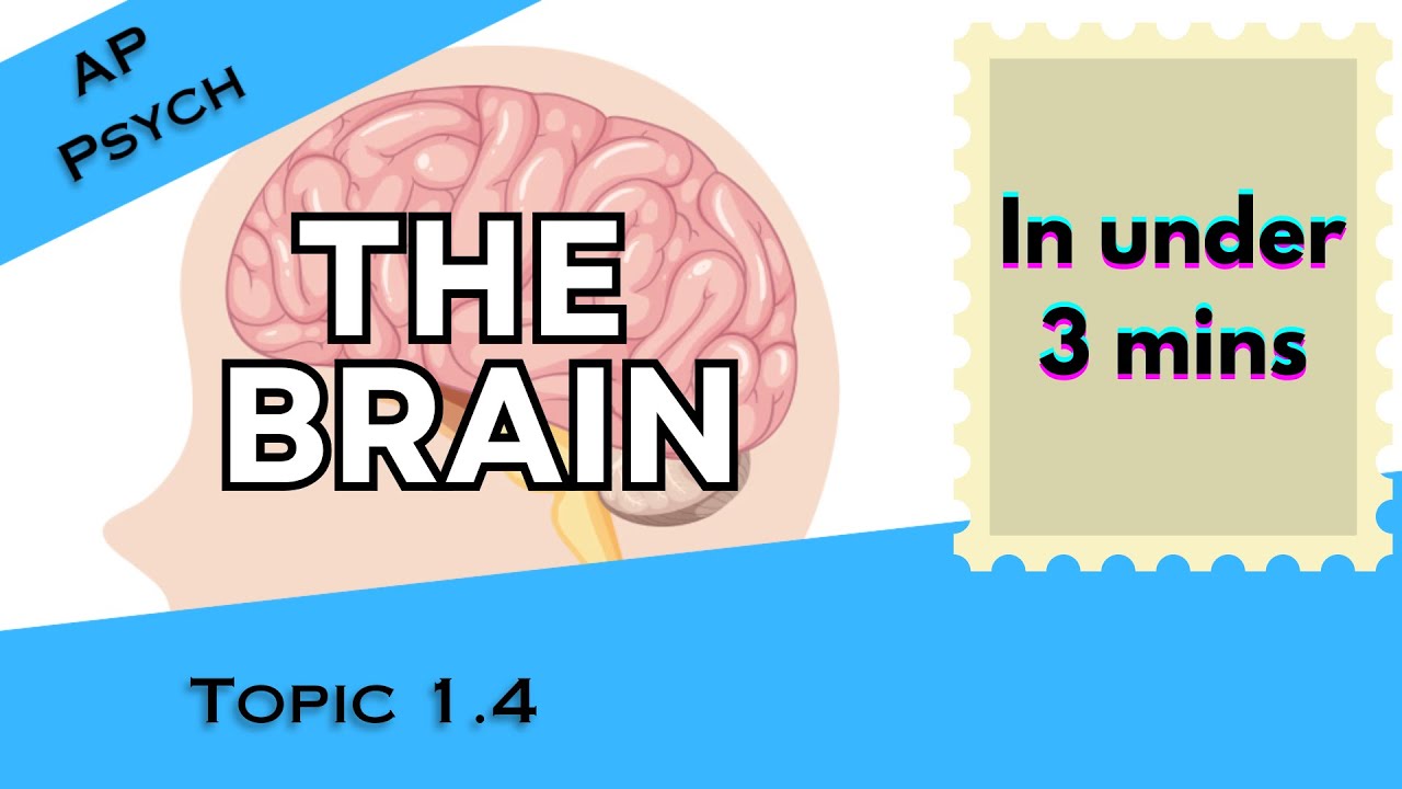 The Brain in Under 3 mins (AP Psychology Unit 1 Topic 4) 1.4 - YouTube